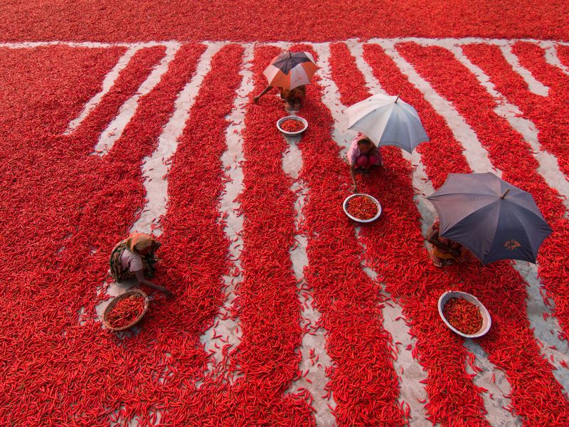 Red Chili Pepper Pickers | Smithsonian Photo Contest | Smithsonian Magazine