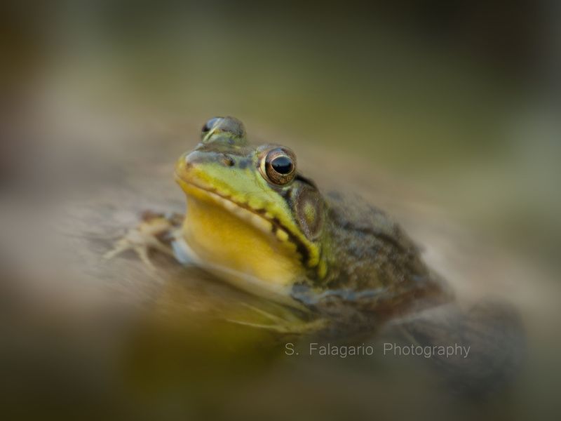 Bullfrog living in my backyard pond from spring-fall. | Smithsonian ...