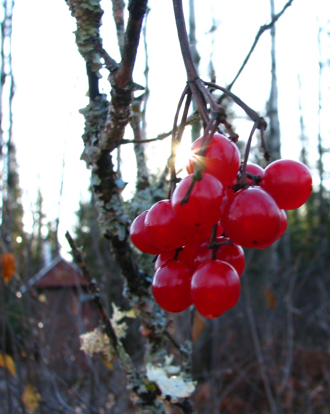 Sun warming late fall high bush cranberries | Smithsonian Photo Contest ...