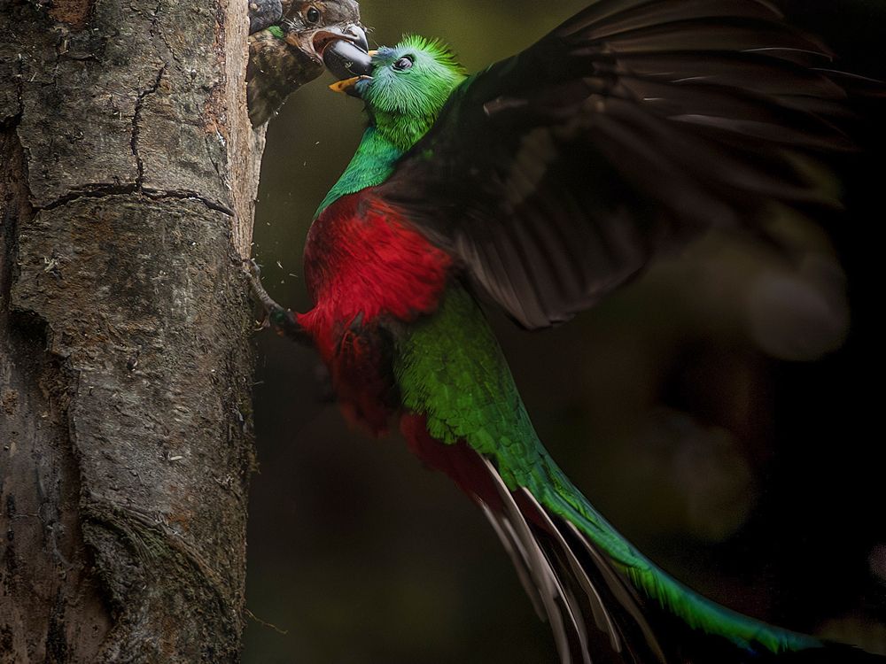 Male quetzal feeding his little baby. | Smithsonian Photo Contest ...