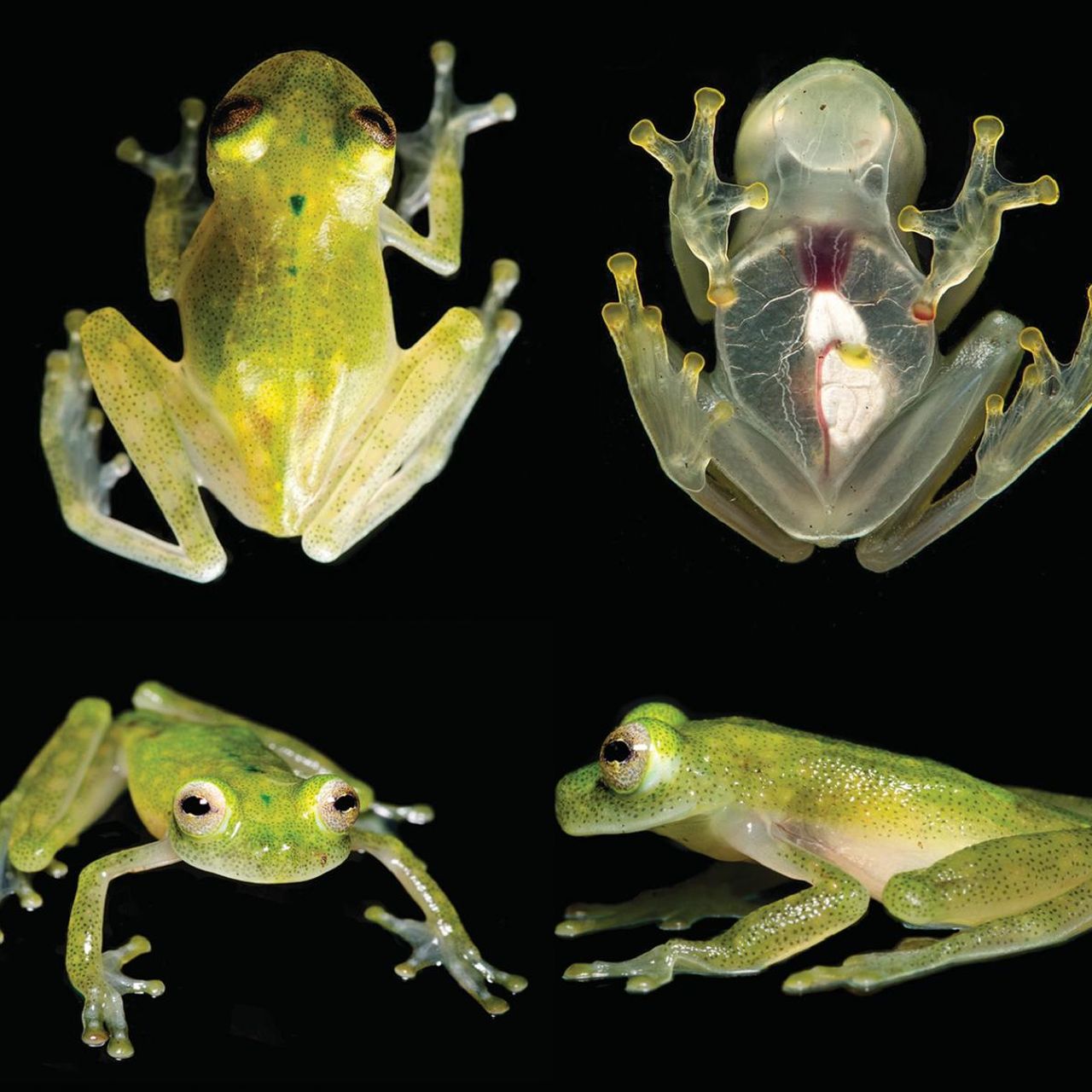 Frog With Unusual Rare Frog Mutation In Ontario, Canada