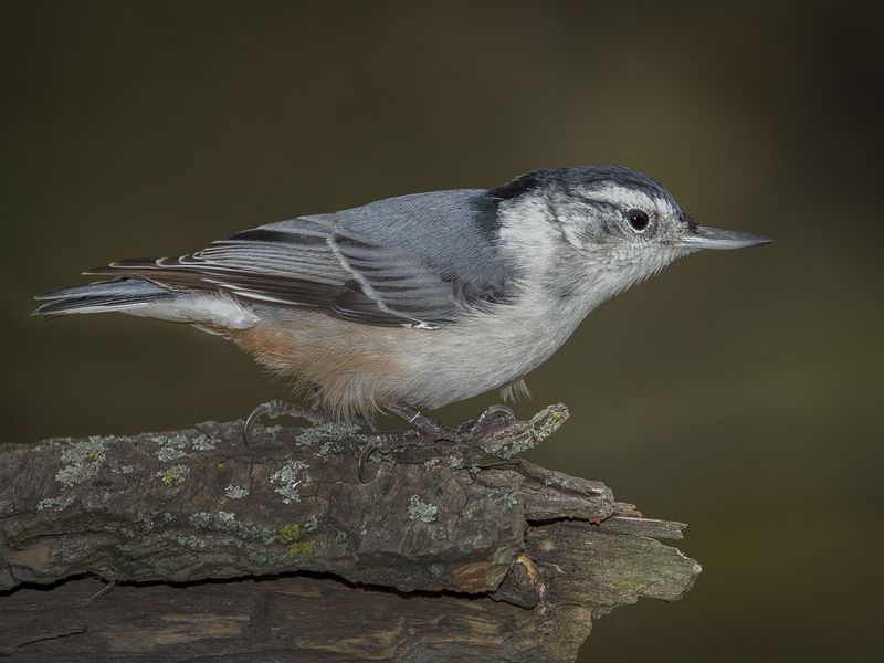 White Breasted Nuthatch | Smithsonian Photo Contest | Smithsonian Magazine
