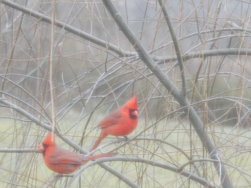 Two Cardinals sitting in a baby Willow tree | Smithsonian Photo Contest ...