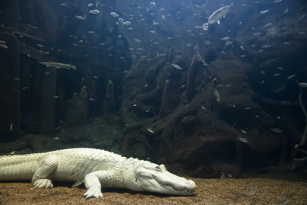 white alligator