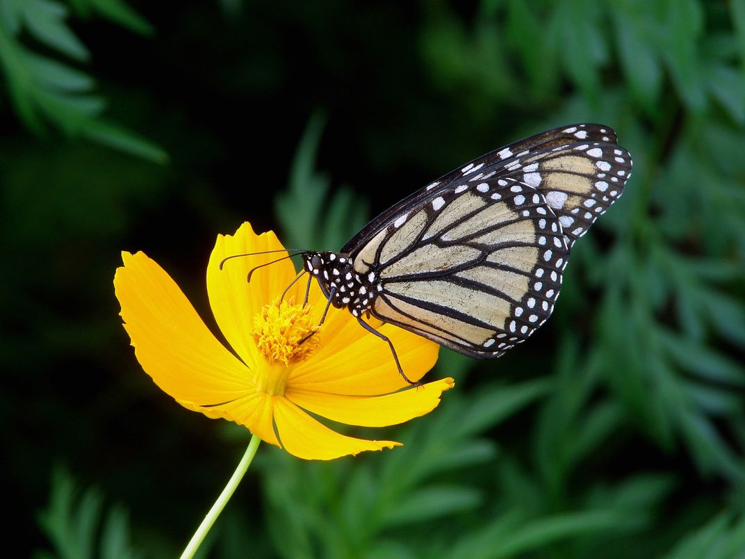 The Magnificent Monarch | Smithsonian Photo Contest | Smithsonian Magazine