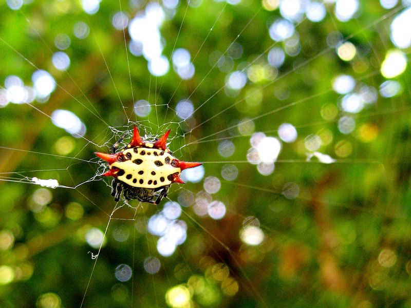 Spiny Orb Weaver Spider | Smithsonian Photo Contest | Smithsonian Magazine