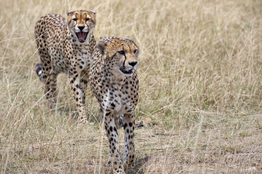 Cheeta laughing | Smithsonian Photo Contest | Smithsonian Magazine