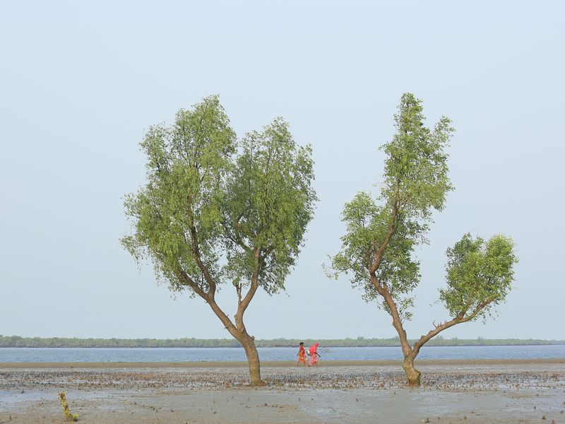 two women passing by the denuding mangrove landscape | Smithsonian ...