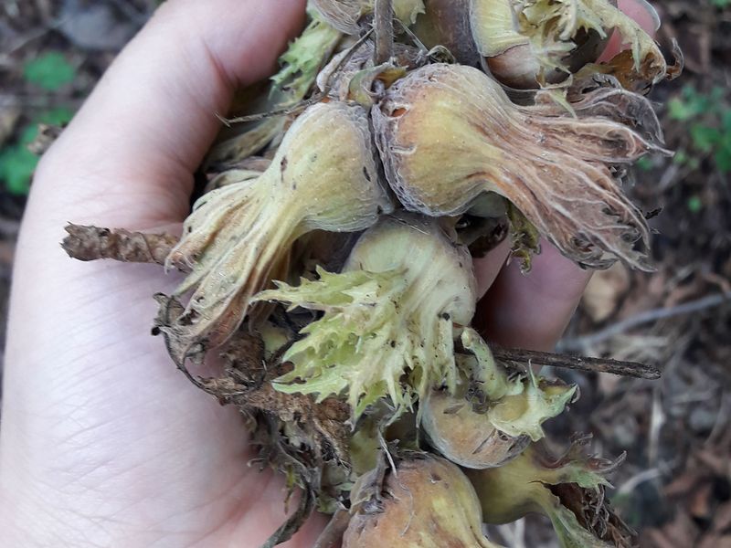 Hazelnut in Turkey | Smithsonian Photo Contest | Smithsonian Magazine