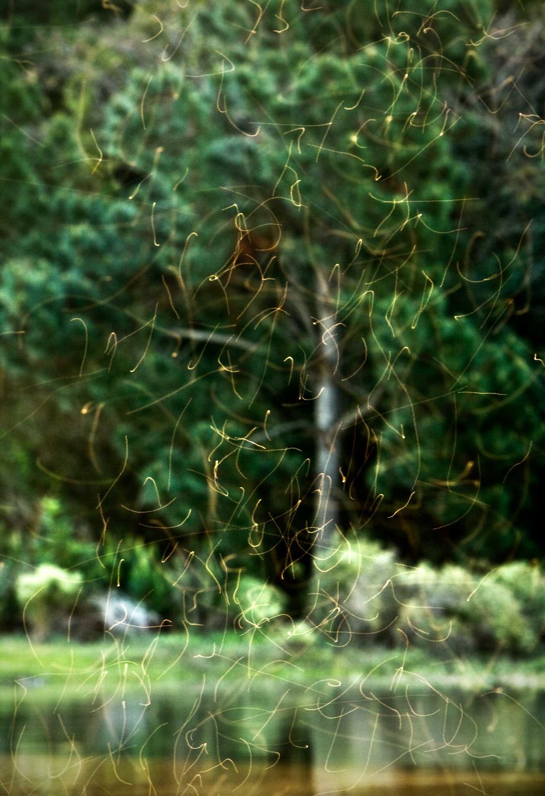 Bugs at sunset | Smithsonian Photo Contest | Smithsonian Magazine