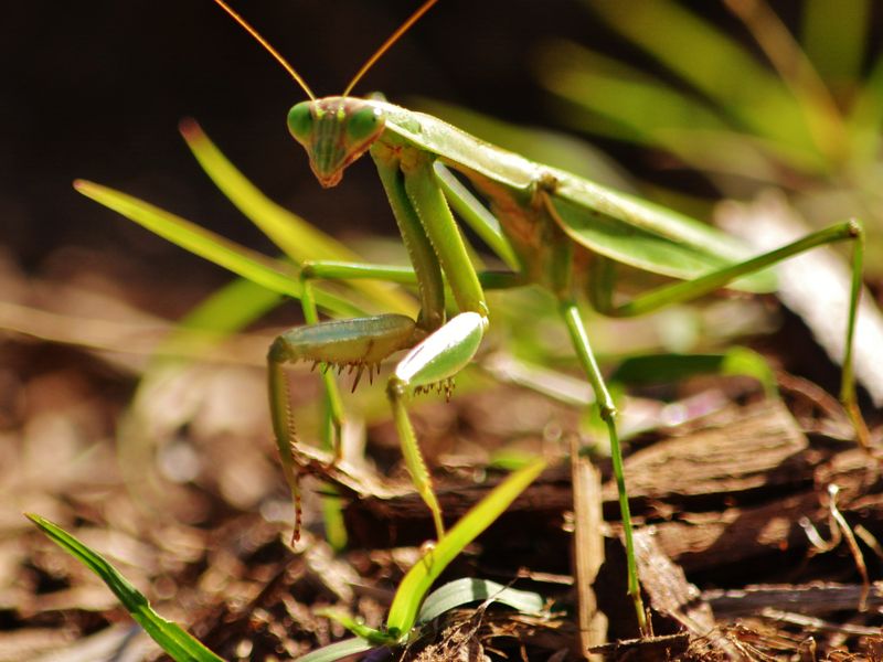 Mantis on the Hunt | Smithsonian Photo Contest | Smithsonian Magazine