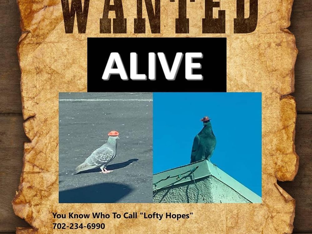 Someone Is Gluing Cowboy Hats to Las Vegas' Pigeons