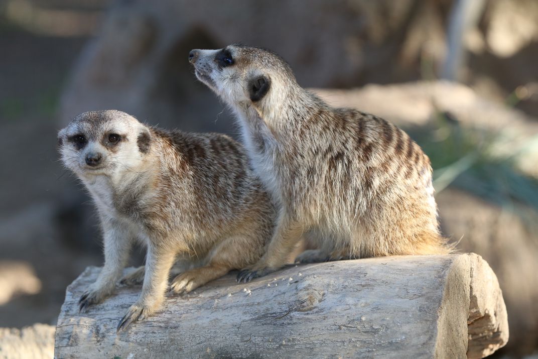Meerkats with manners | Smithsonian Photo Contest | Smithsonian Magazine