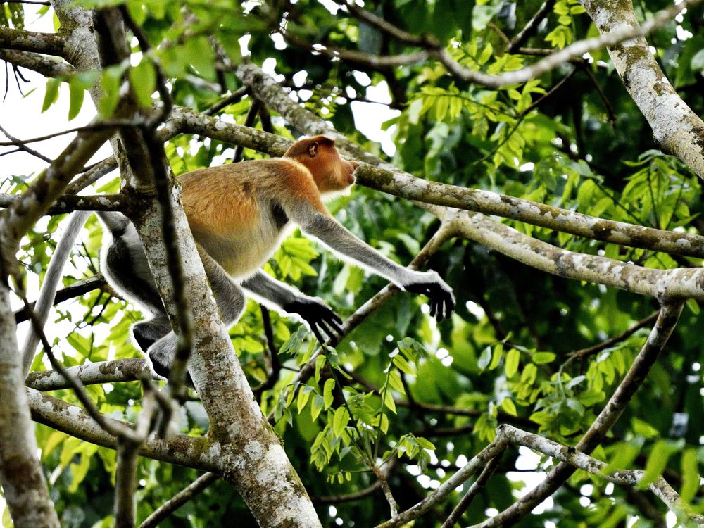 probisquis monkey in Borneo | Smithsonian Photo Contest | Smithsonian ...