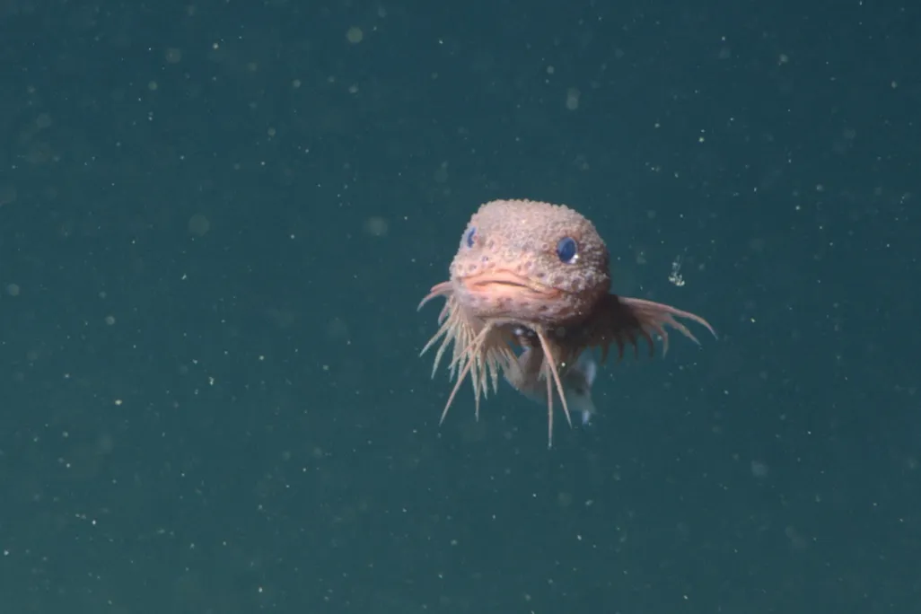 Biologists Discover Surprisingly Cute Deep-Sea Fish Species Off the ...