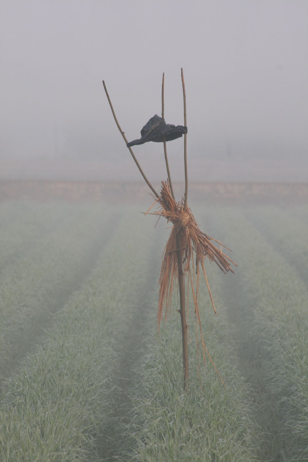 Scare crow in a field | Smithsonian Photo Contest | Smithsonian Magazine