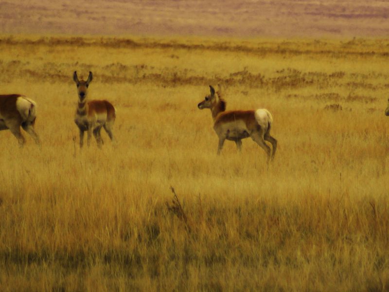 Antelope in Colorado | Smithsonian Photo Contest | Smithsonian Magazine