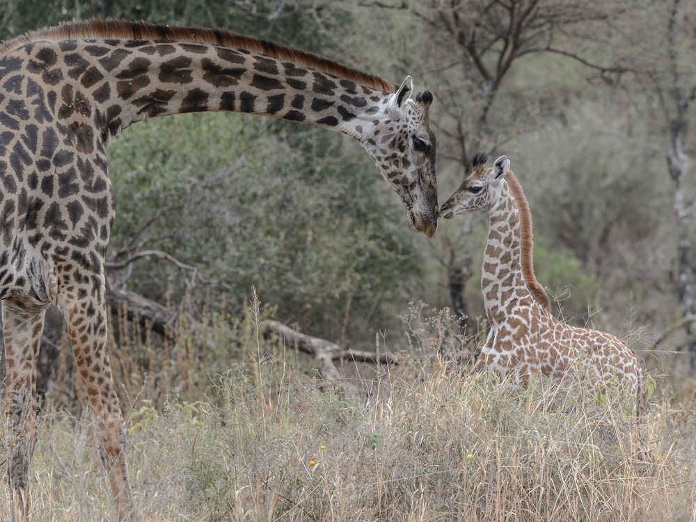 Mother and Baby Giraffe | Smithsonian Photo Contest | Smithsonian Magazine