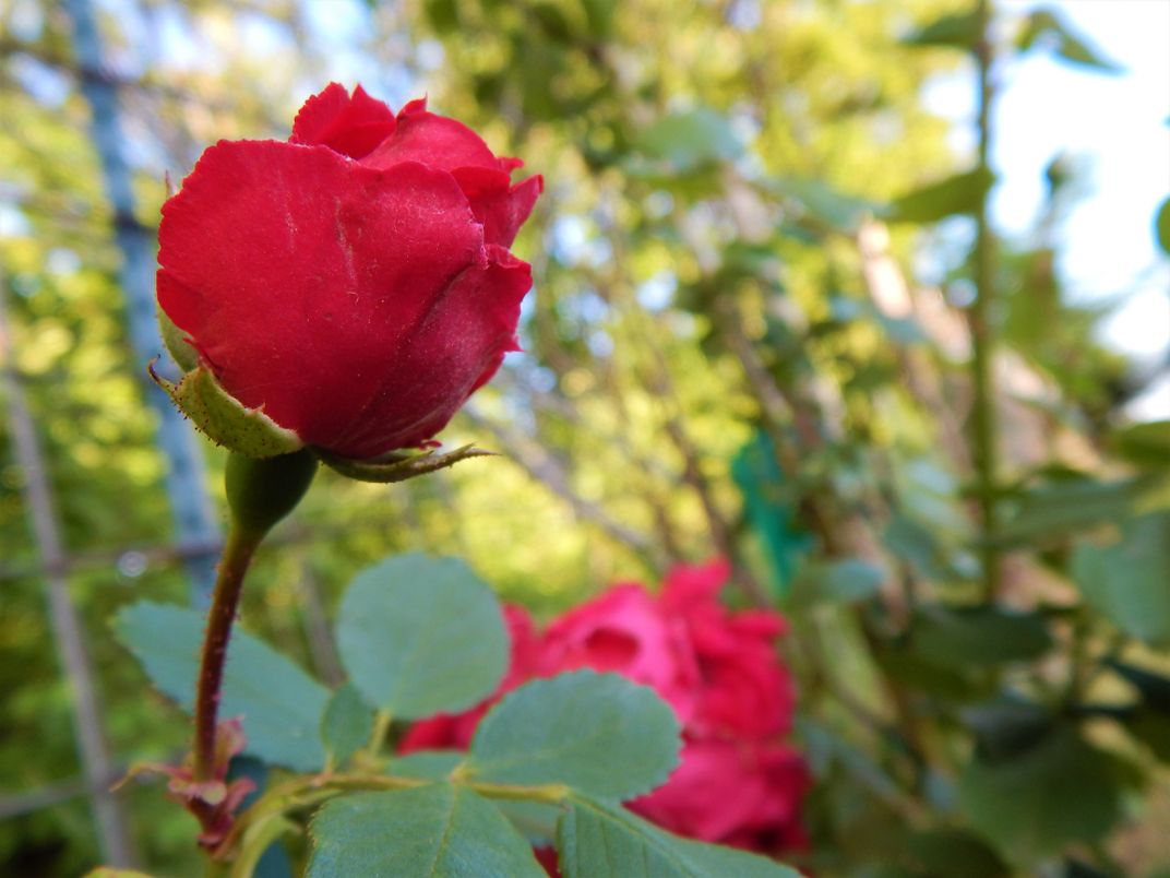 Rose blossom | Smithsonian Photo Contest | Smithsonian Magazine