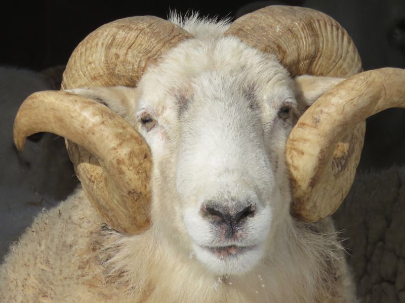 Closeup of Ram in wintertime | Smithsonian Photo Contest | Smithsonian ...