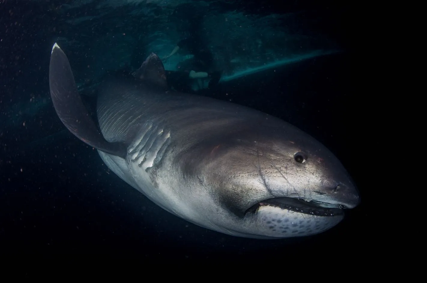 Rare Megamouth Shark Arrives at the Smithsonian | Smithsonian Voices ...