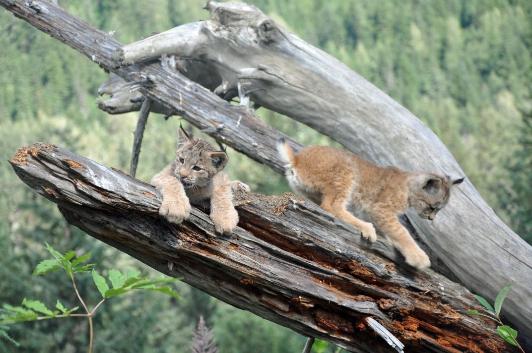 Orphaned baby lynx. Eat snowshoe rabbits | Smithsonian Photo Contest ...