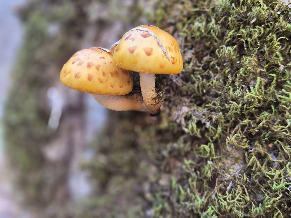 Tank Hollow Wild Mushrooms | Smithsonian Photo Contest | Smithsonian ...