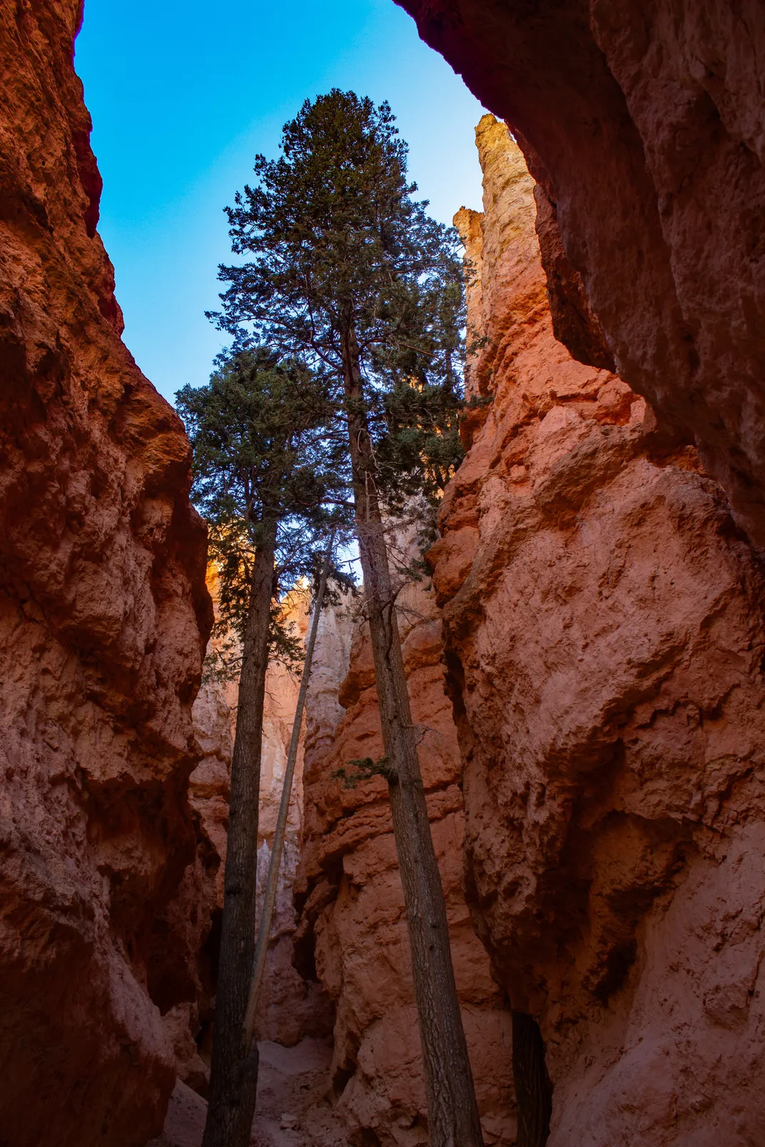 Spruce Tress Growing to the Sun at the bottom of Bryce Canyon ...