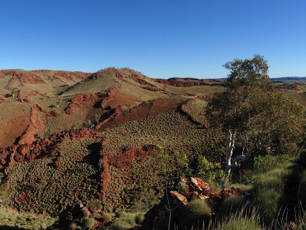 Fossils From Ancient Hot Springs Suggest Life May Have Evolved on Land