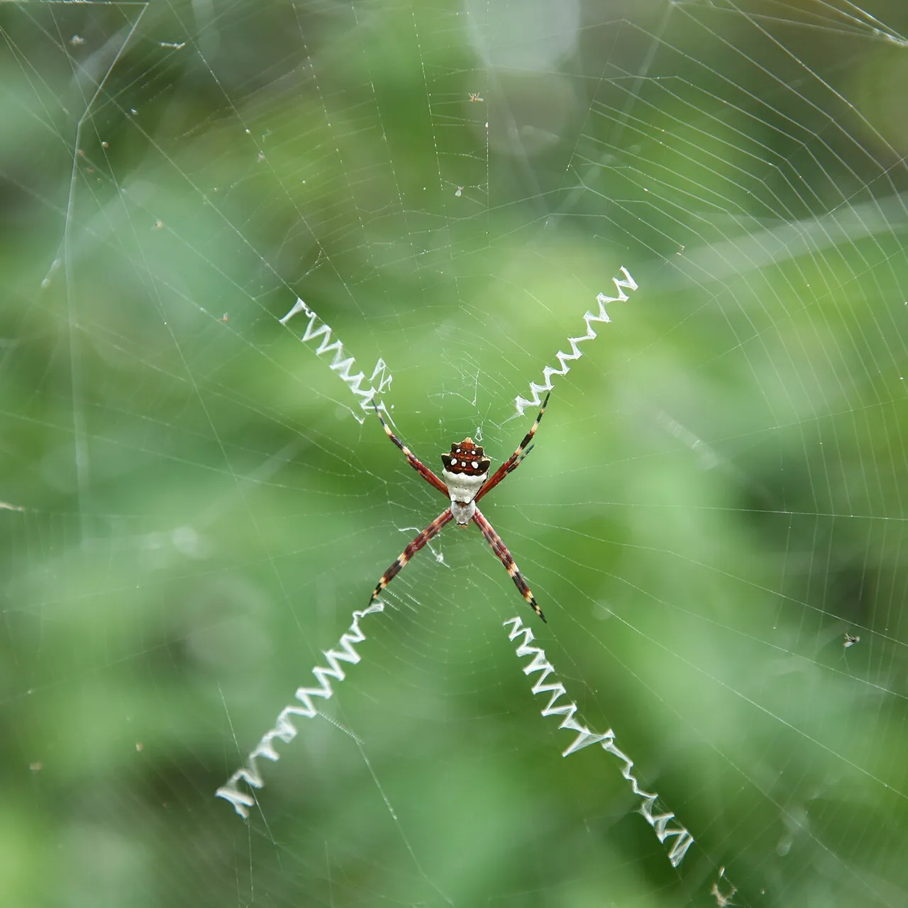 spider with web