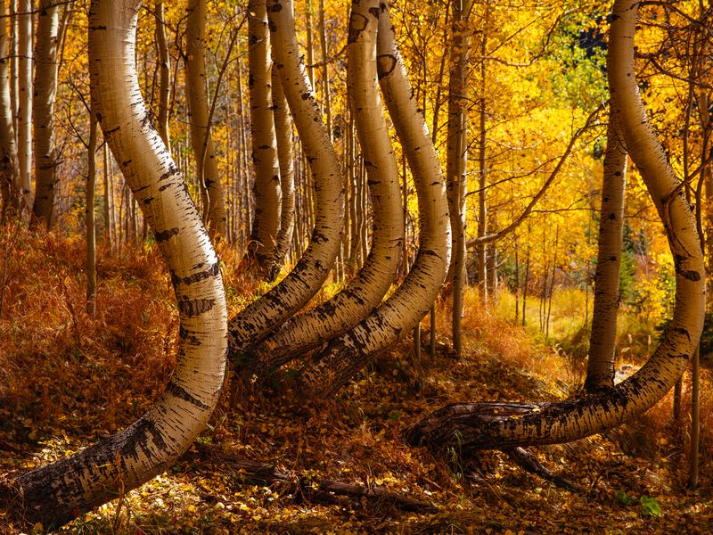 Curvy Trees | Smithsonian Photo Contest | Smithsonian Magazine