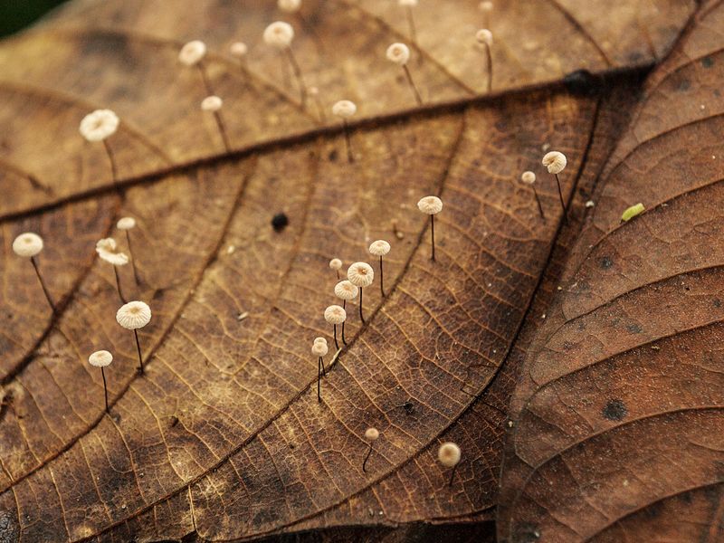 Micro fungal world | Smithsonian Photo Contest | Smithsonian Magazine