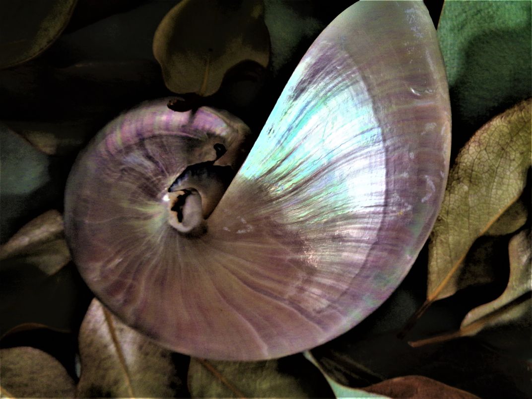 A nautilus seashell with magnolia leaves | Smithsonian Photo Contest ...