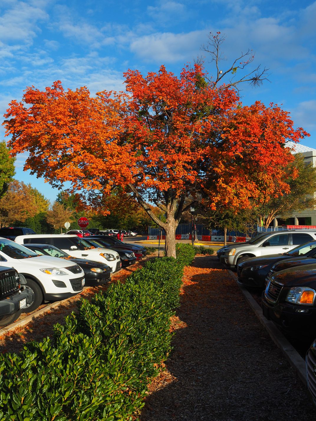Colorful fall foliage | Smithsonian Photo Contest | Smithsonian Magazine