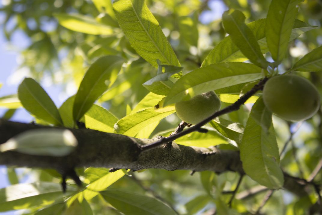 Georgia Peach Tree | Smithsonian Photo Contest | Smithsonian Magazine