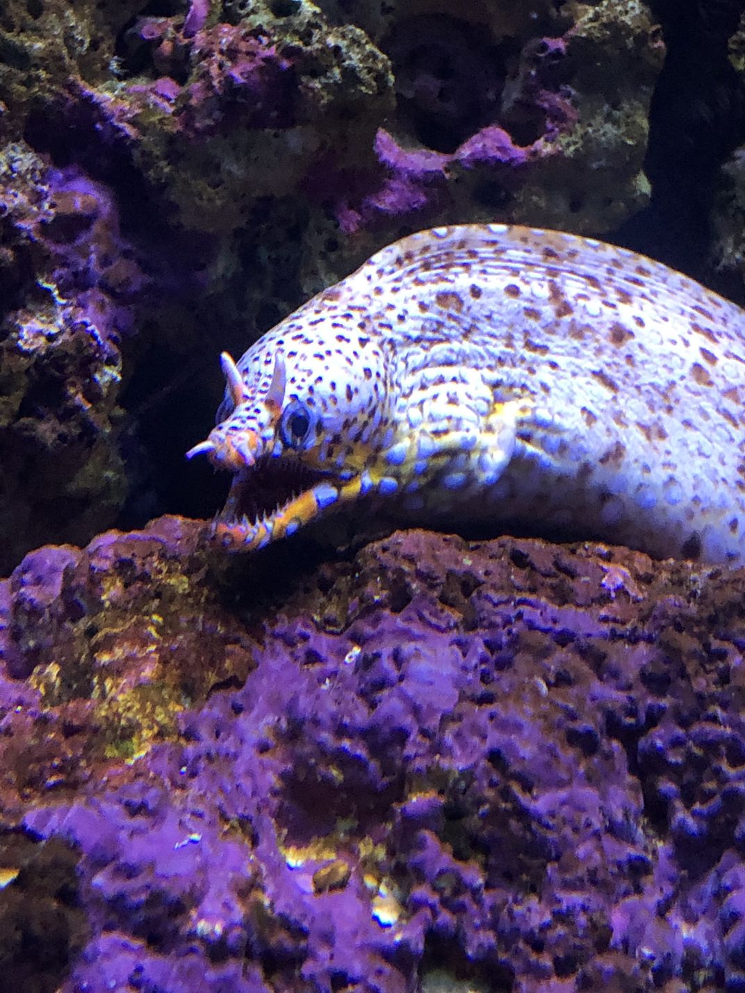 A beautiful Eel at the aquarium | Smithsonian Photo Contest ...