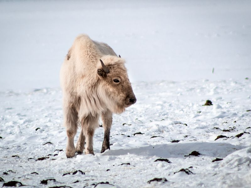 White Bison in the Rocky Mountains | Smithsonian Photo Contest ...