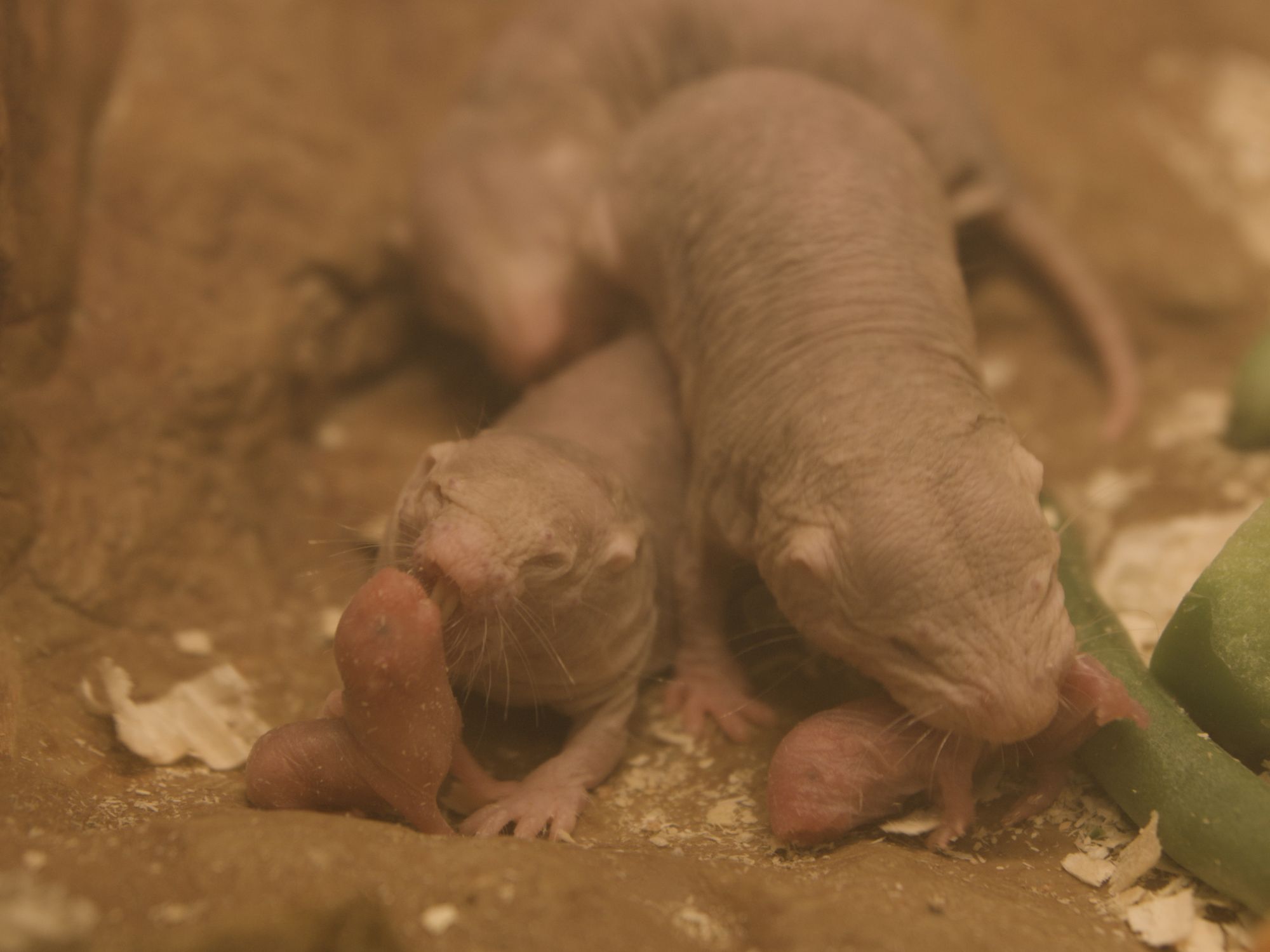 After a Murderous Rise to the Top, a Naked Mole-Rat Queen Reigns Supreme