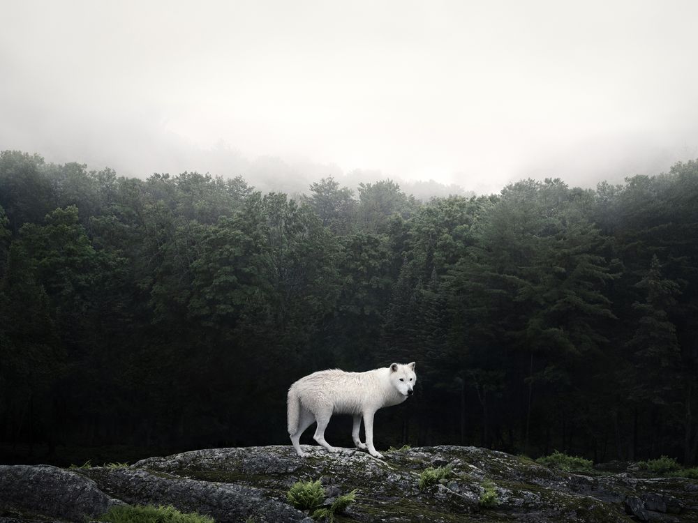 Walk with me Wolf | Smithsonian Photo Contest | Smithsonian Magazine