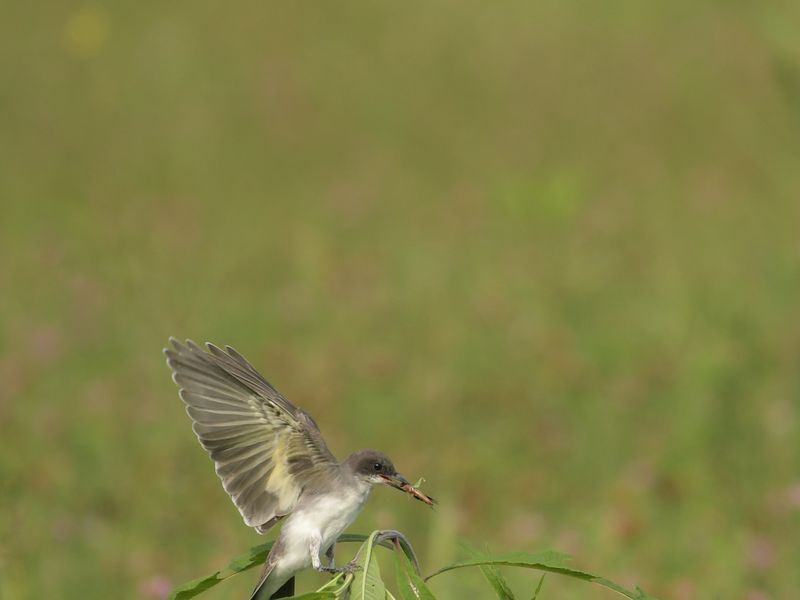 Bird catching its prey | Smithsonian Photo Contest | Smithsonian Magazine