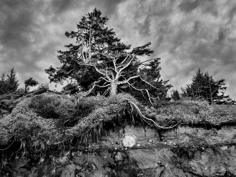 Tree at the Cliff | Smithsonian Photo Contest | Smithsonian Magazine