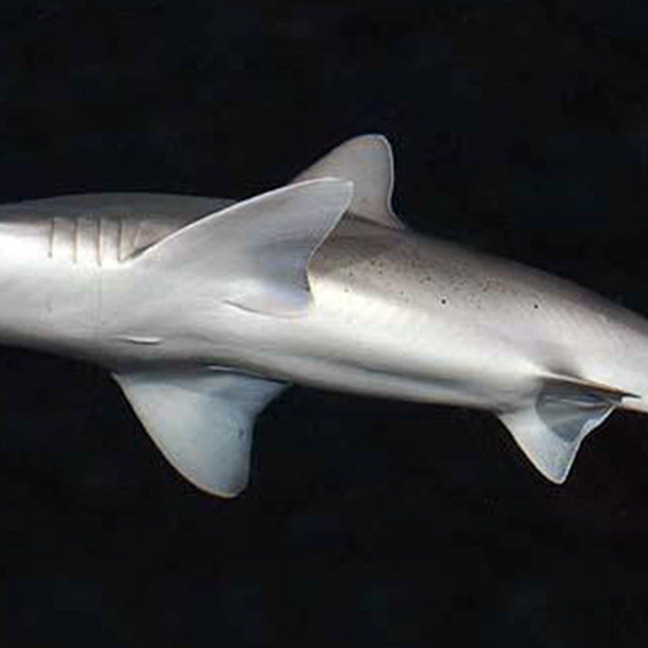 Bonnethead Shark Facts