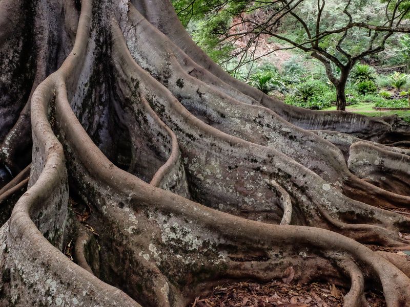 Jurassic Tree | Smithsonian Photo Contest | Smithsonian Magazine