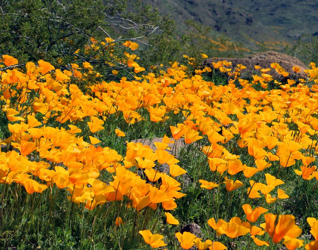 Spring Desert Poppies | Smithsonian Photo Contest | Smithsonian Magazine
