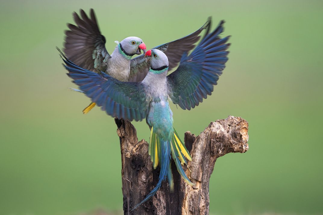 Blue winged Parakeets fight | Smithsonian Photo Contest | Smithsonian ...
