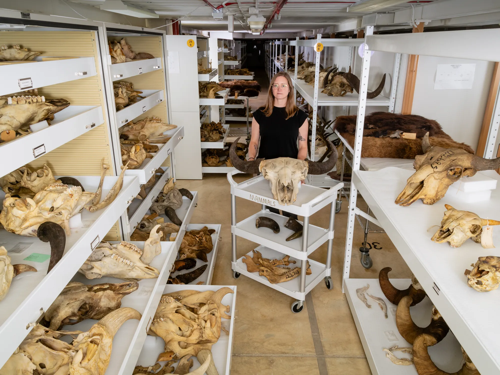 Meet the Scientist Analyzing Historic Bison DNA to Understand How the ...