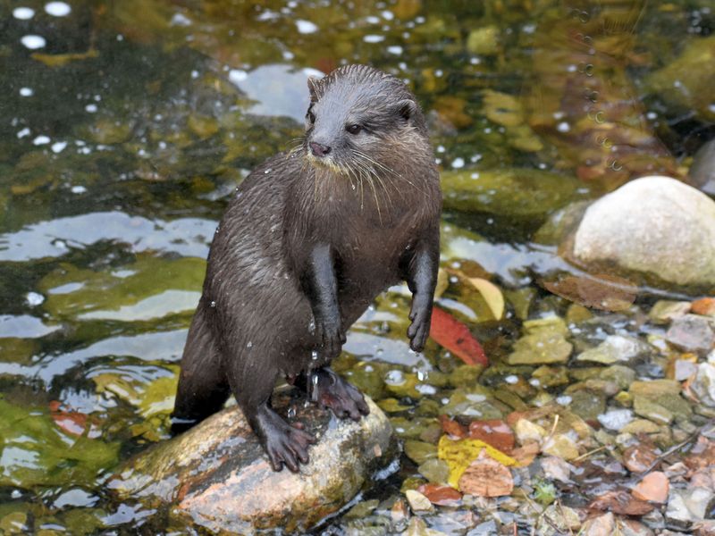 Otter on Rock | Smithsonian Photo Contest | Smithsonian Magazine