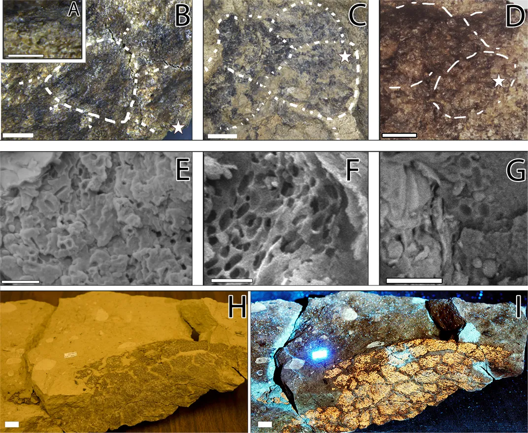 The Top Ten Dinosaur Discoveries of 2025, From Preserved Blood Vessels ...
