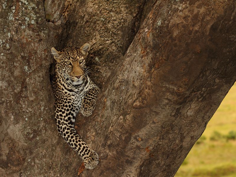 Leopard resting on tree | Smithsonian Photo Contest | Smithsonian Magazine