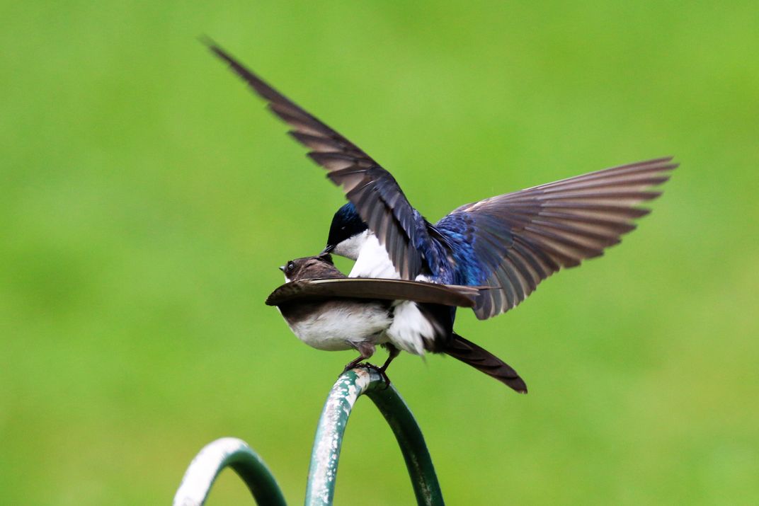A pair of tree swallows mating | Smithsonian Photo Contest ...